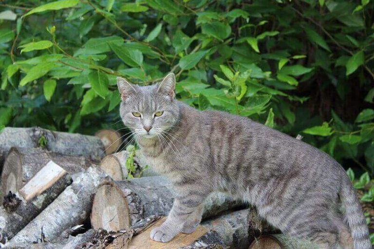 Benefits of Outdoor Cats - [ 6 Reasons to go for it ] American Cat
