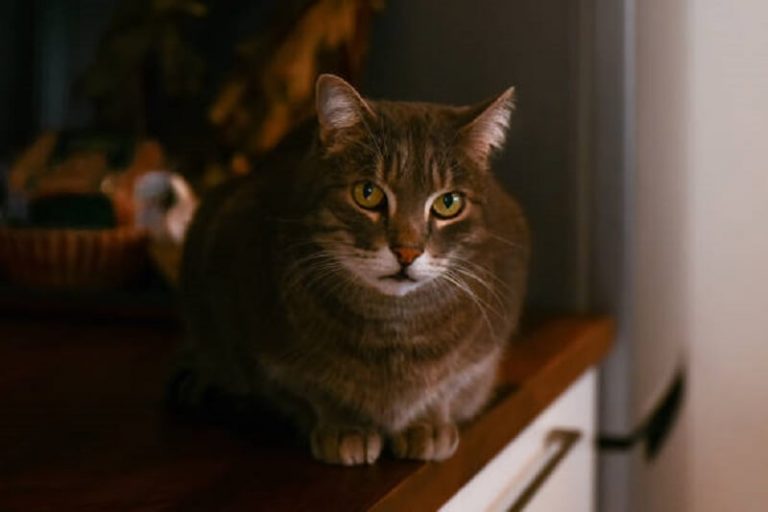 How Do Cats See Humans [ Amazing Cat Eyesight Facts ] - American Cat