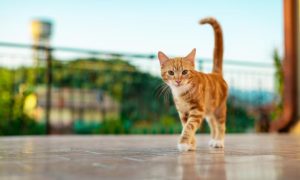 National Cat Health Month - American Cat