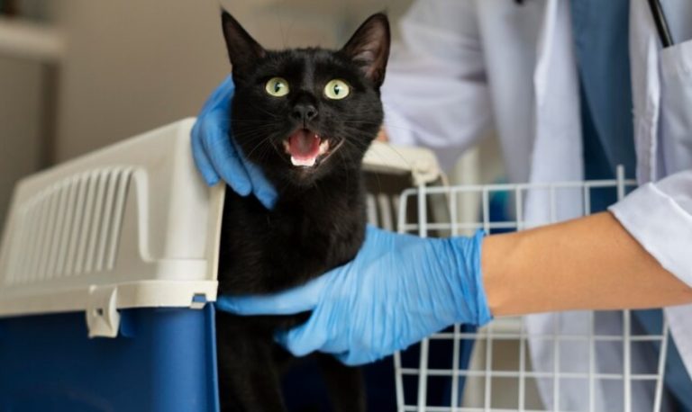 National Cat Health Month - American Cat