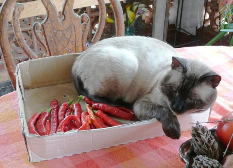 Can Cats Eat Chili? - American Cat